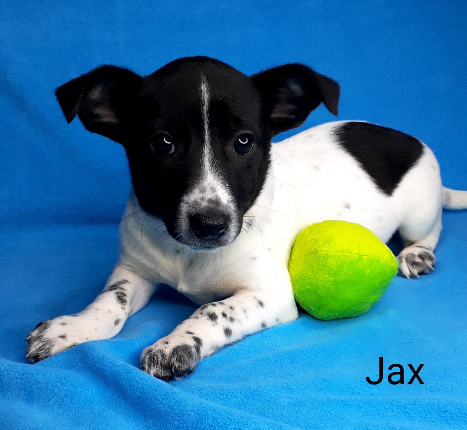 Dog for Adoption - Jax, a Rat Terrier in North East, MD | Alpha Paw