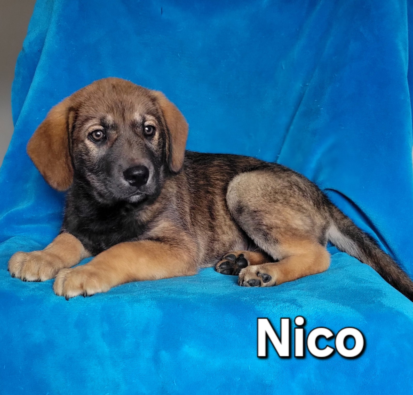 Dog for Adoption - Nico, a German Shepherd Dog in Dover, DE | Alpha Paw