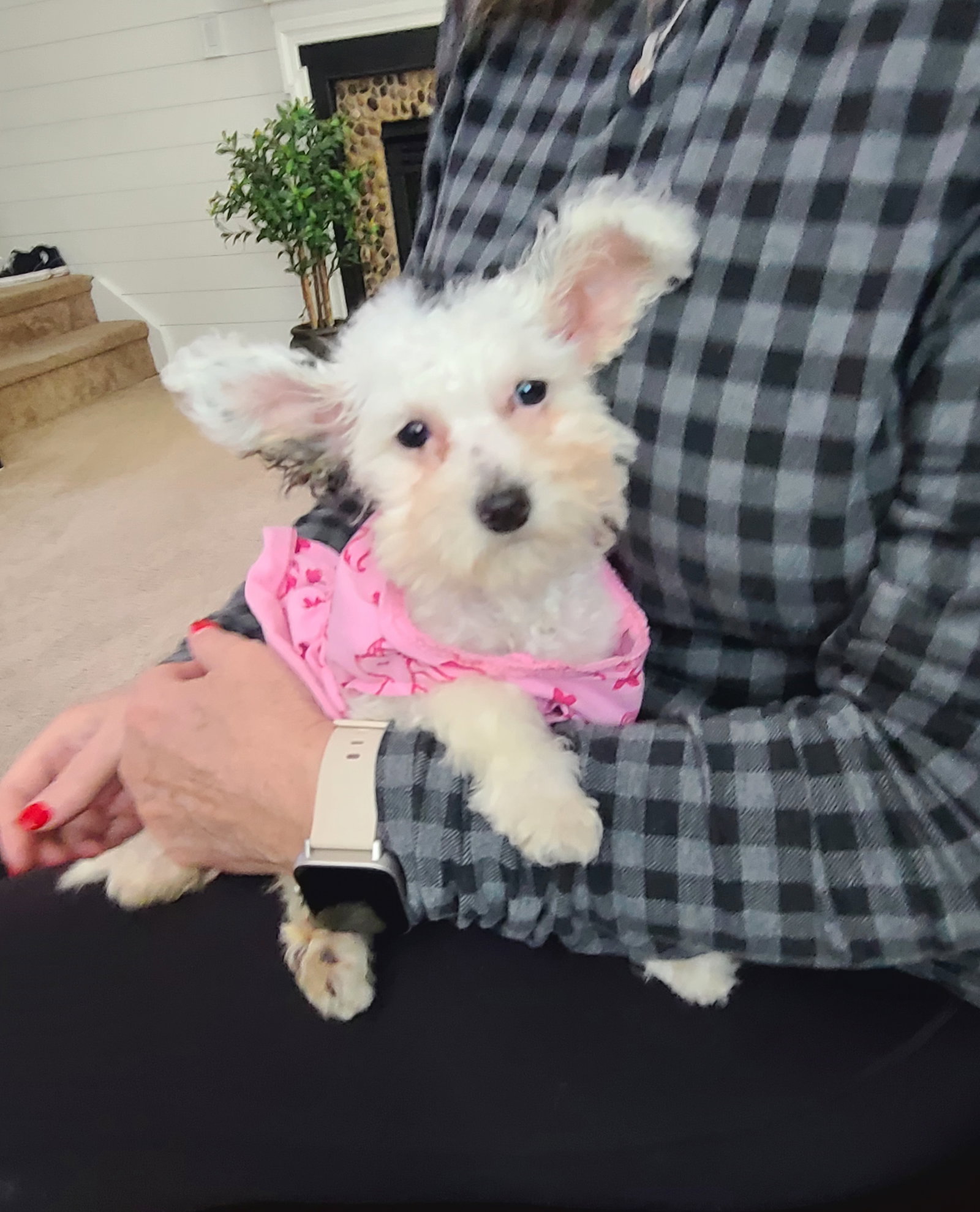 Dog for Adoption - Tulip (I'm Deaf) 2 lb, a Poodle (Miniature) in ...