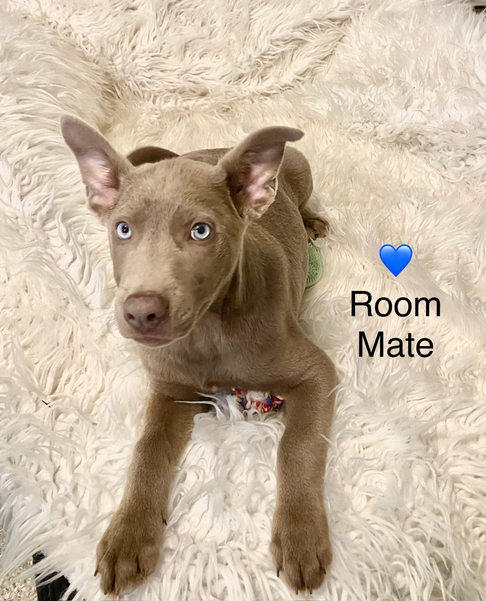 Dog for Adoption - Room Mate, a Siberian Husky in Rodney Village, DE ...