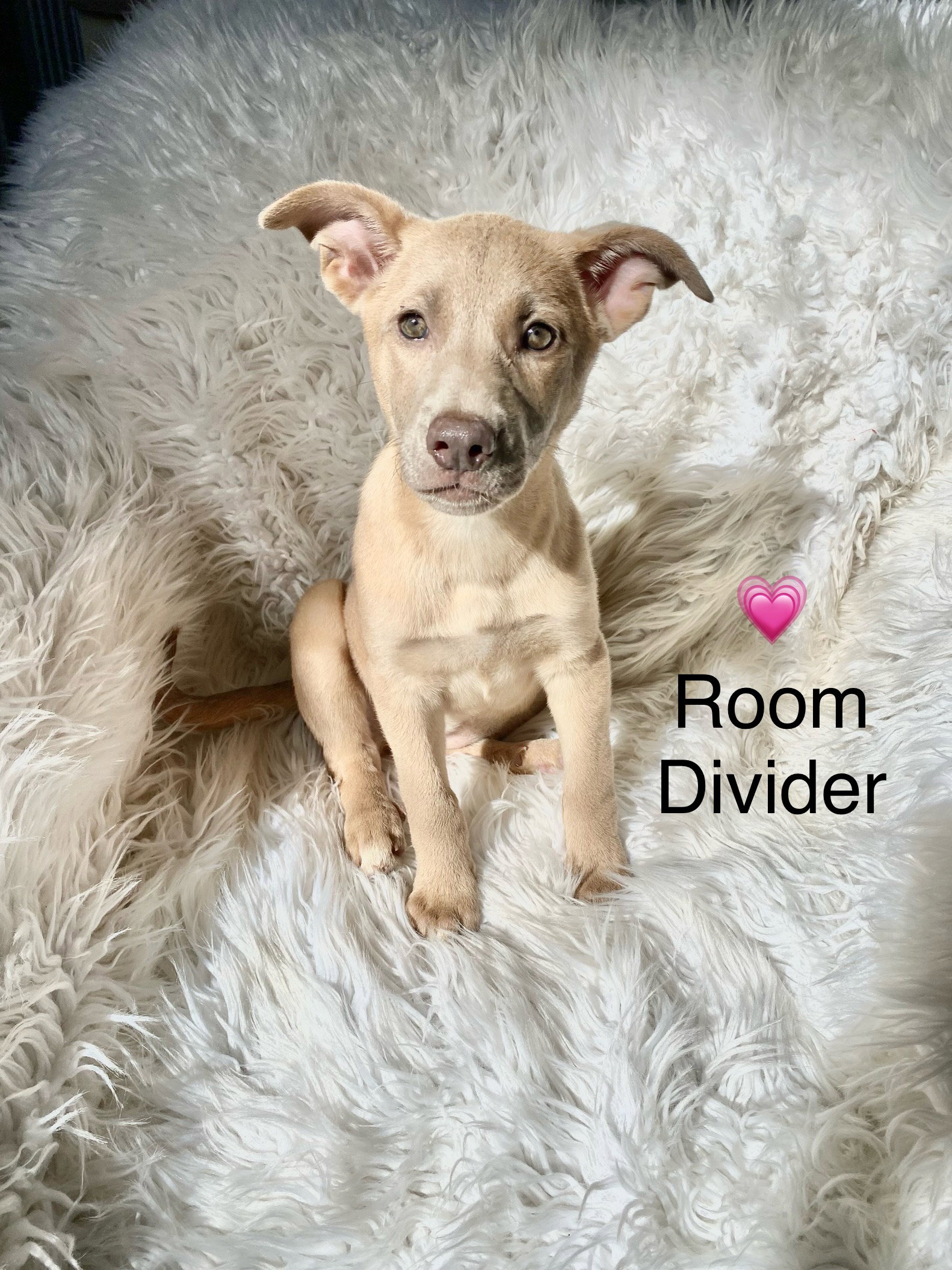 Dog for Adoption - Room Divider, a Siberian Husky in Rodney Village, DE ...