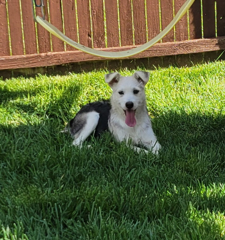 Delaware/Maryland – Available Dogs – Fur-Ever Paws