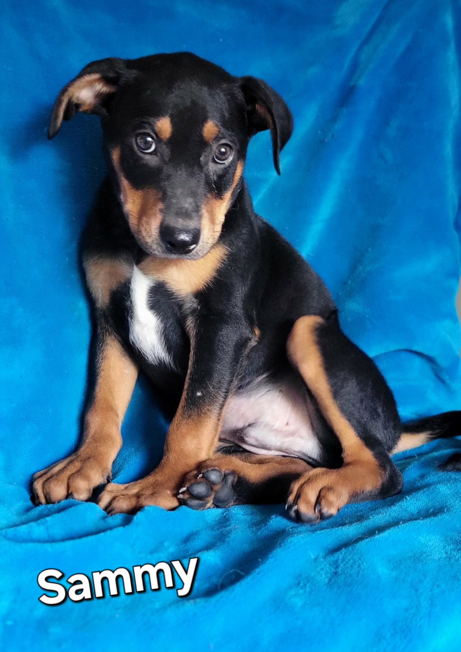 Dog for Adoption - Sammy, a German Shepherd Dog in Dover, DE | Alpha Paw