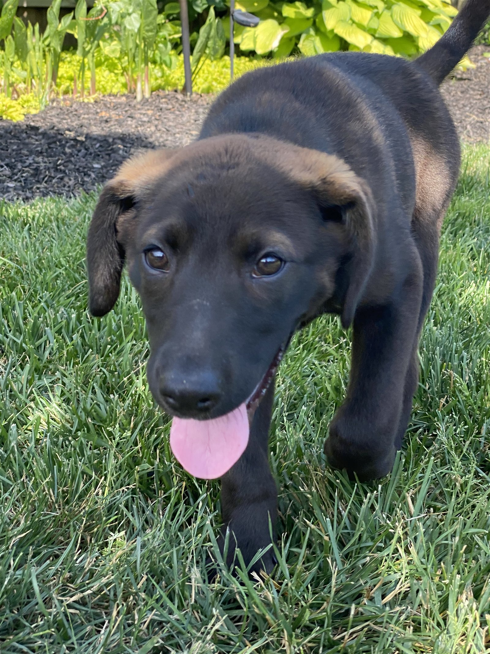 Dog for Adoption - Super Mario, a Chocolate Labrador Retriever in ...