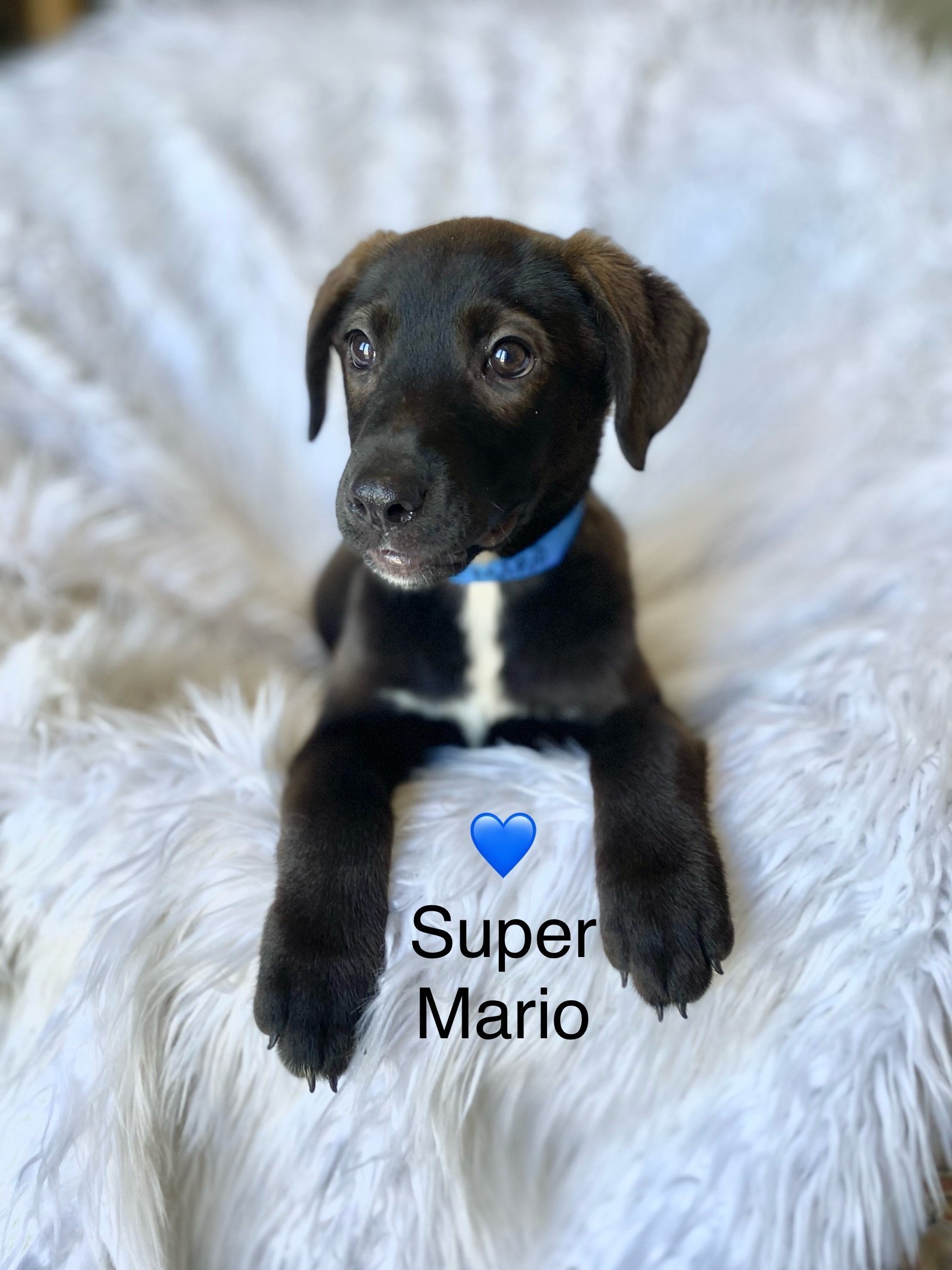 Dog for Adoption - Super Mario, a Chocolate Labrador Retriever in ...