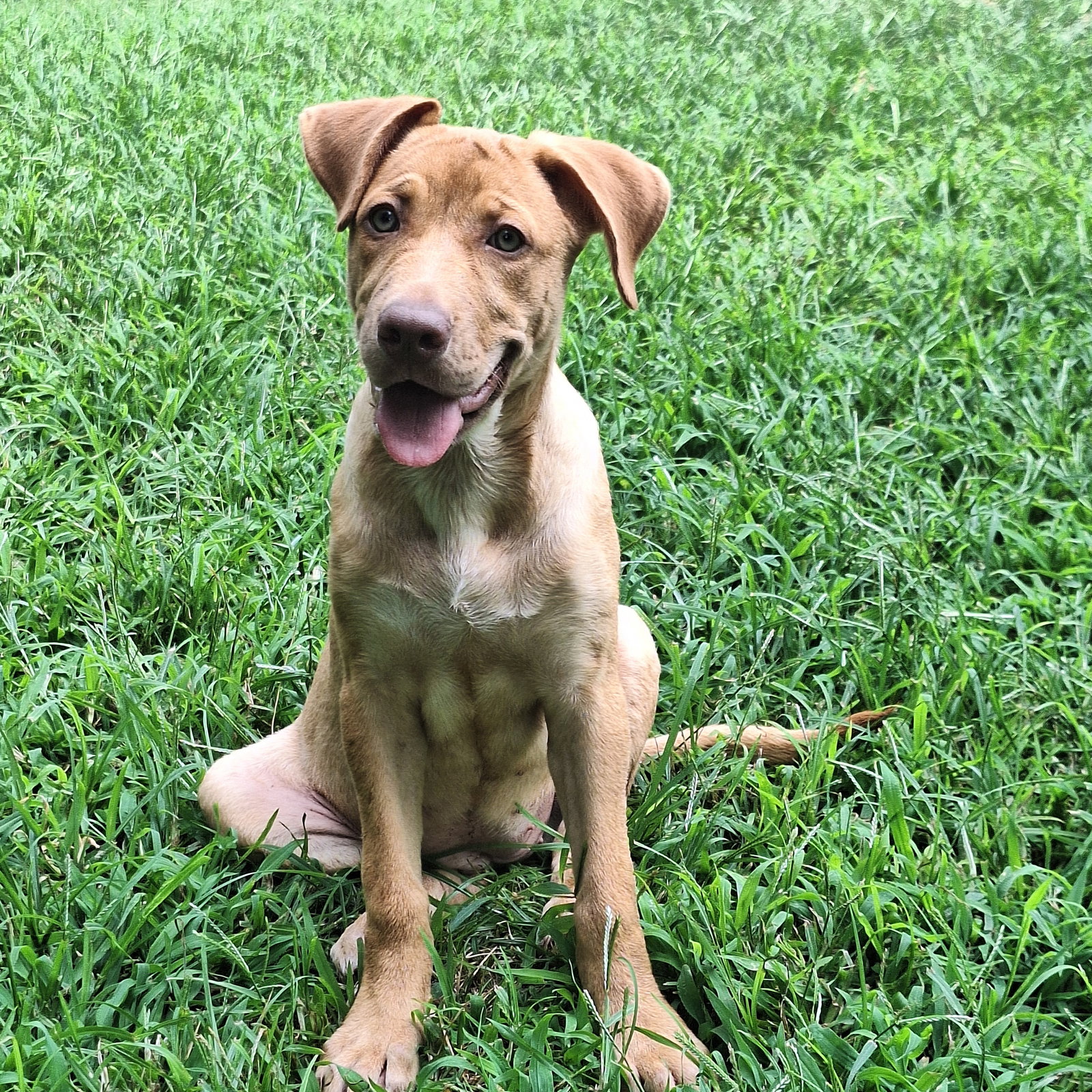 Delaware/Maryland – Available Dogs – Fur-Ever Paws