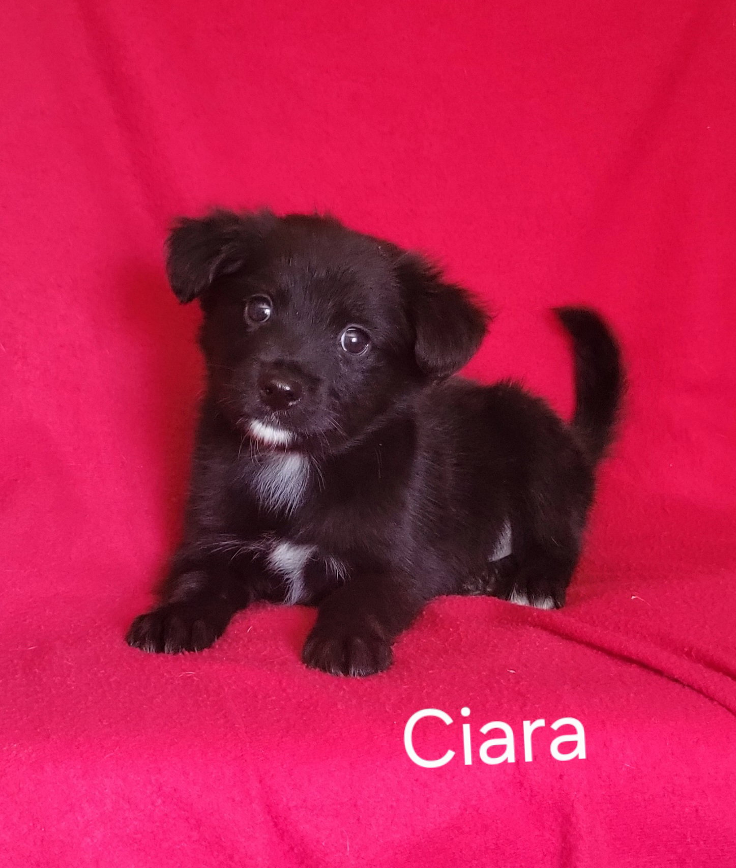 Dog for Adoption - Ciara(mini aussie), a Australian Shepherd in Elkton ...
