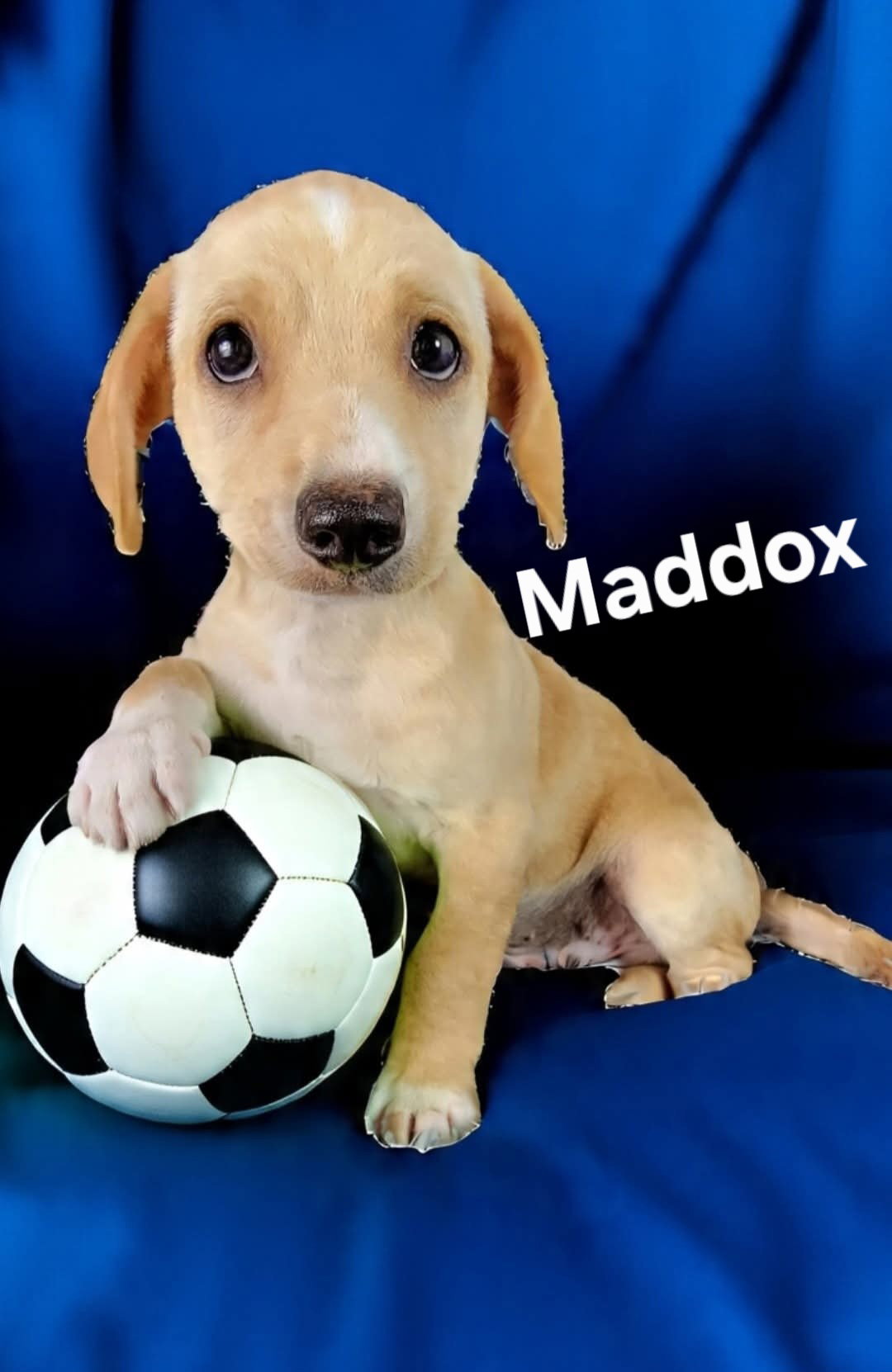 Dog for Adoption - Maddox, a Dachshund in Mount Laurel, NJ | Alpha Paw