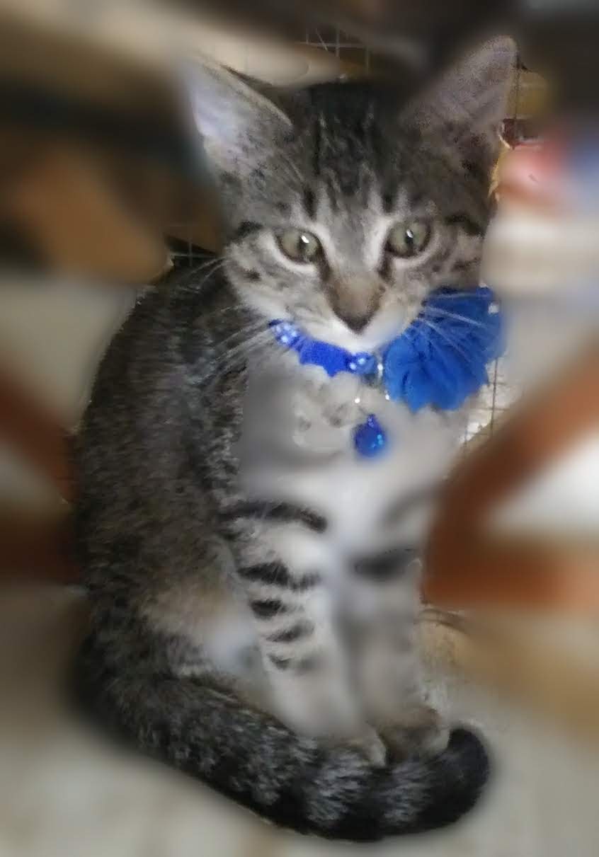 Cats for Adoption in Warren, Ohio | Alpha Paw