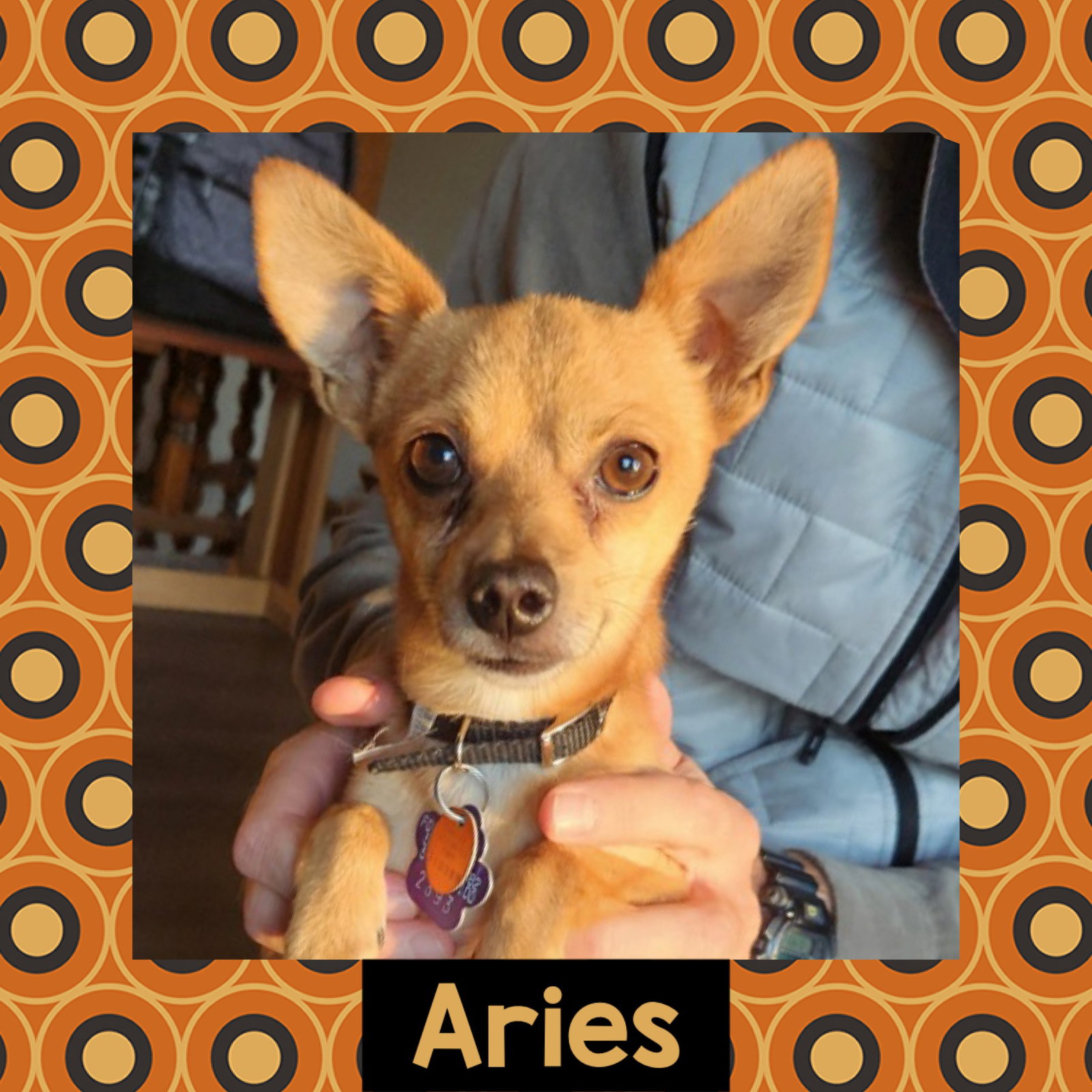 Dog for Adoption - Aries, a Chihuahua in Colorado Springs, CO | Alpha Paw
