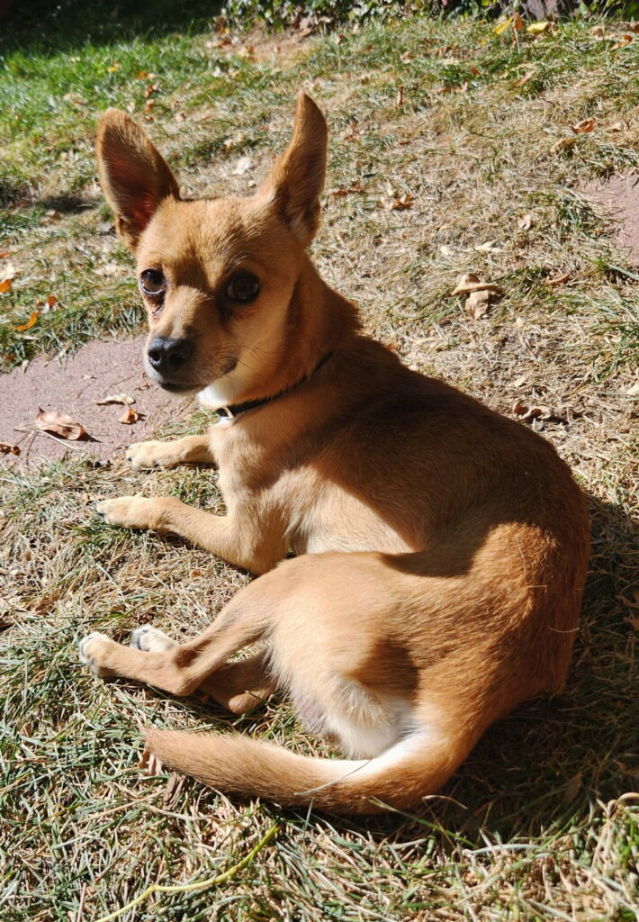 Dog for Adoption - Aries, a Chihuahua in Colorado Springs, CO | Alpha Paw