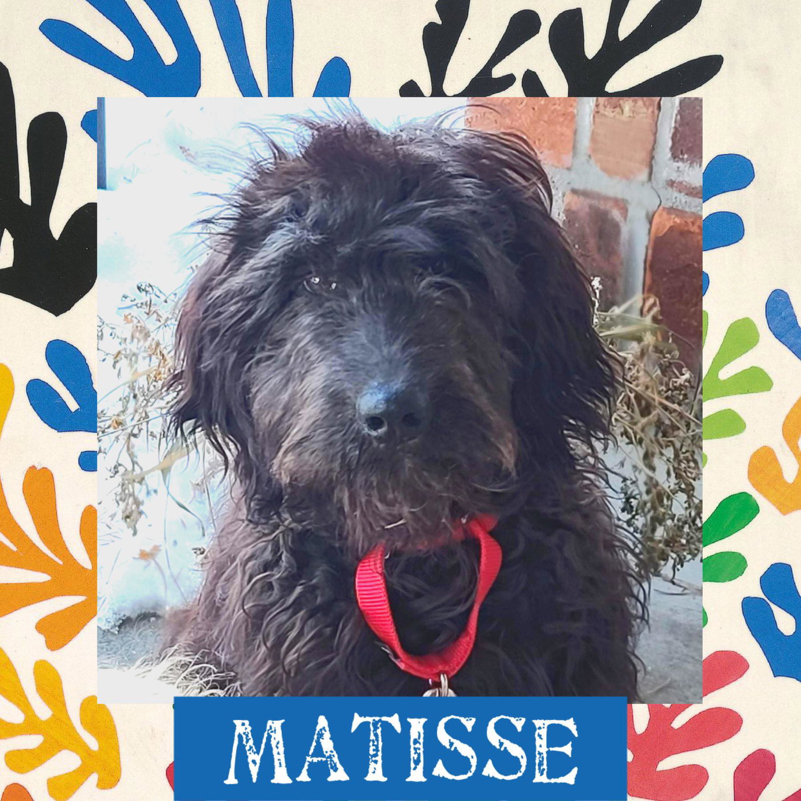 Dog for Adoption - Matisse, a Golden Retriever in Manitou Springs, CO ...