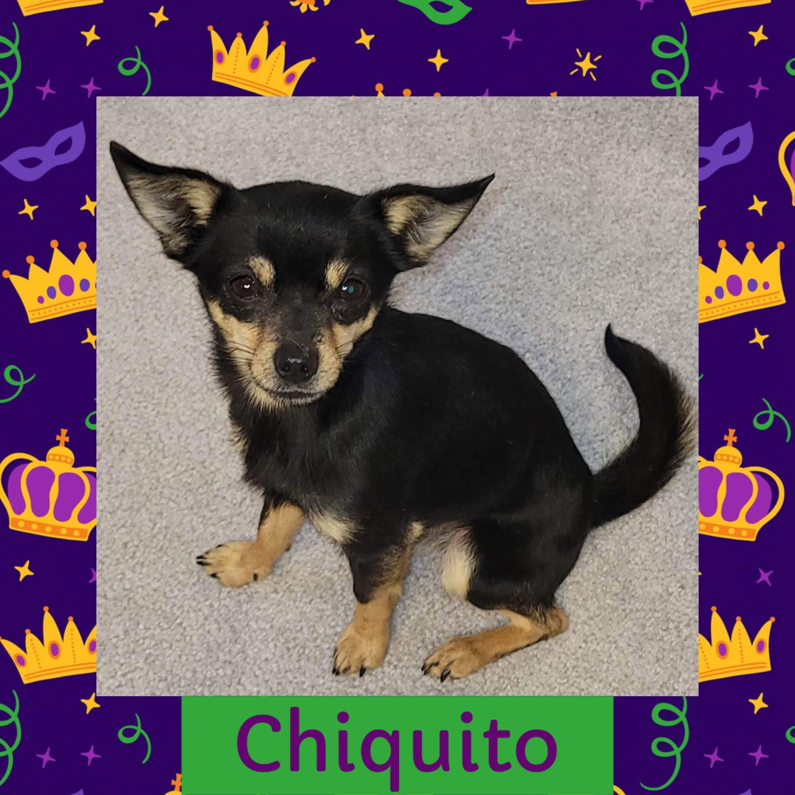 Dog for Adoption - Chiquito, a Chihuahua in Colorado Springs, CO ...