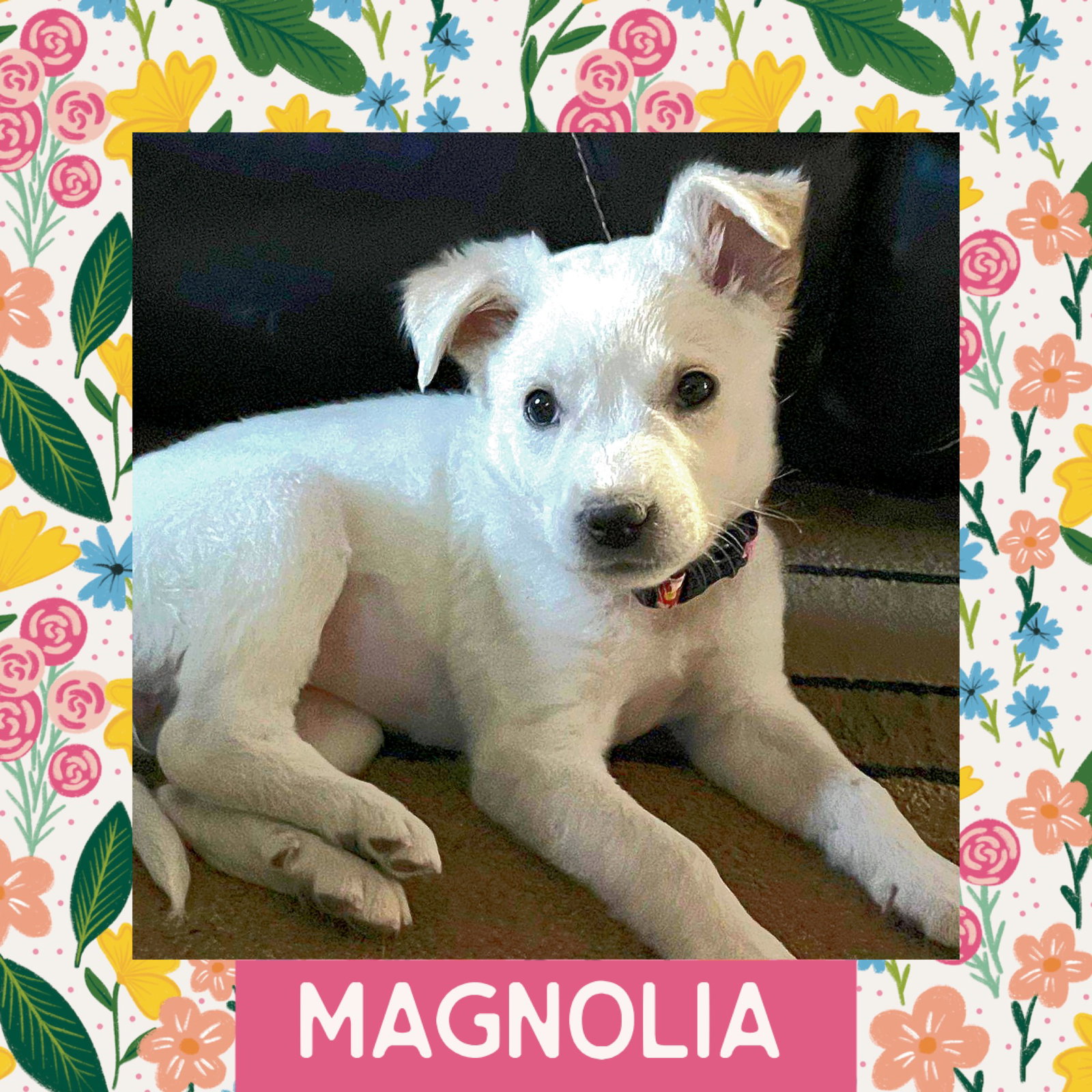 Dog for Adoption - Magnolia, a Collie in Aurora, CO | Alpha Paw