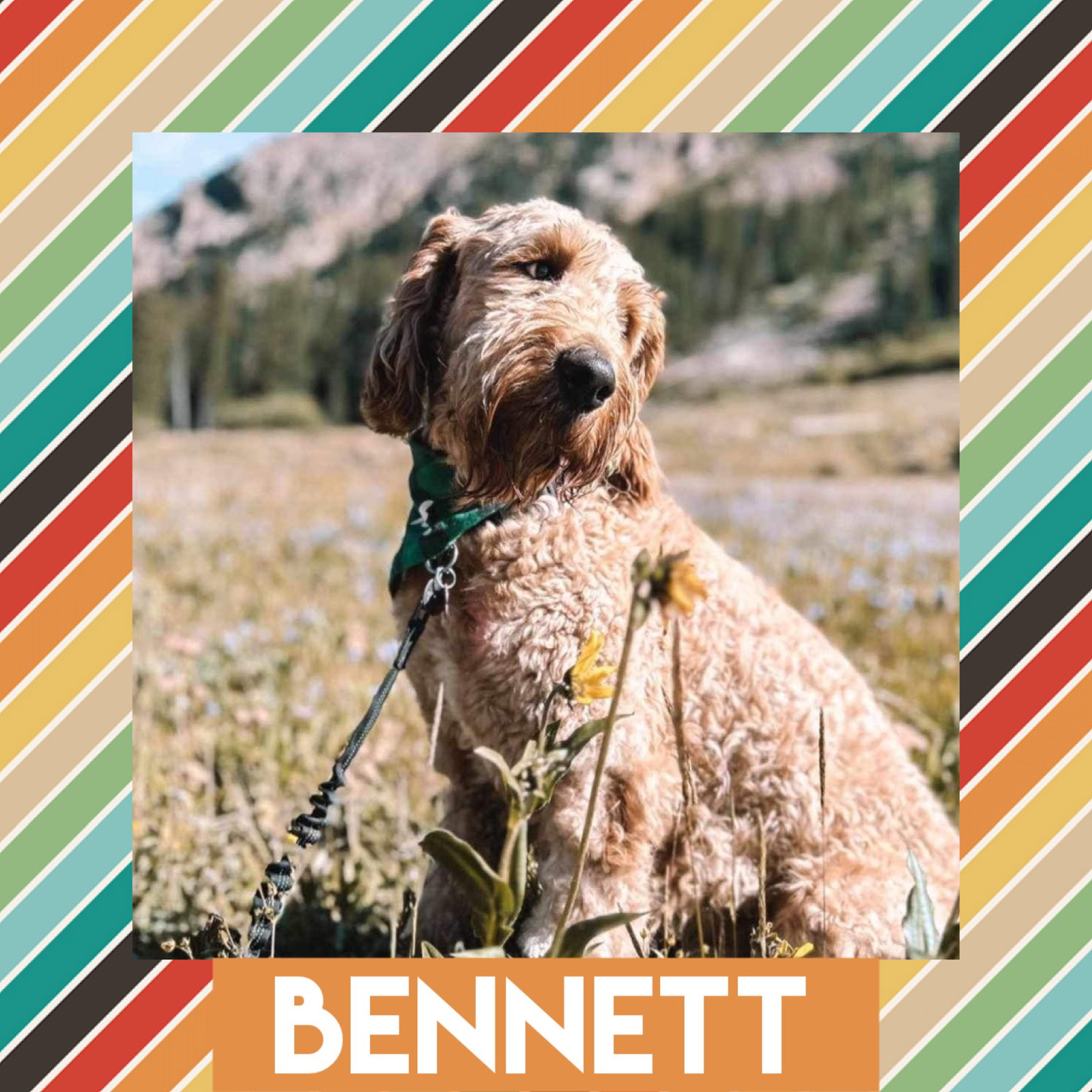 Dog for Adoption - Bennett, a Poodle (Standard) in Nederland, CO ...