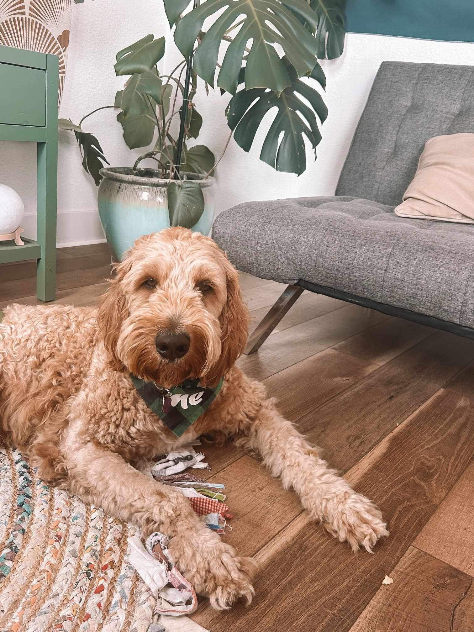 Dog for Adoption - Bennett, a Poodle (Standard) in Nederland, CO ...