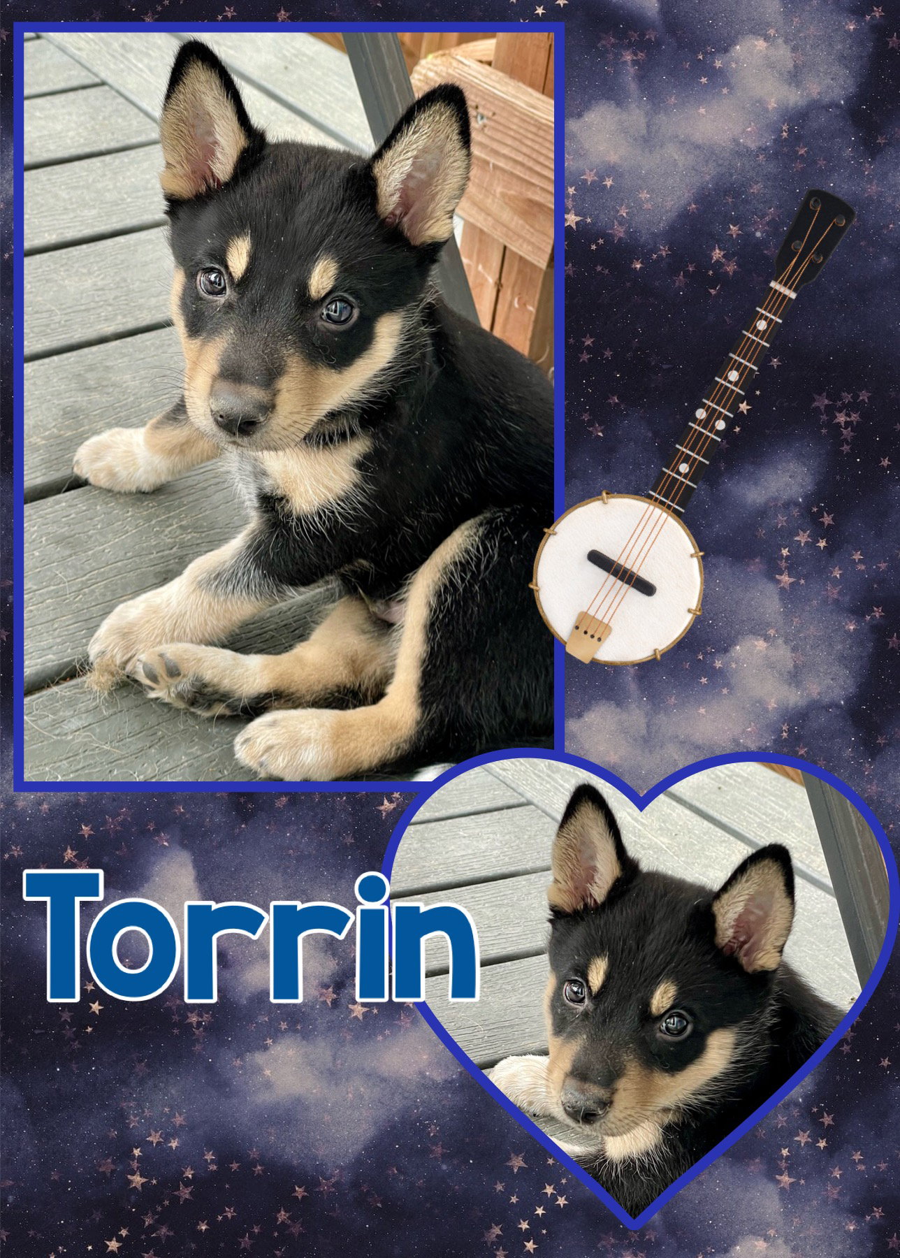 Dog for Adoption - Torrin, a German Shepherd Dog in Ken Caryl, CO ...