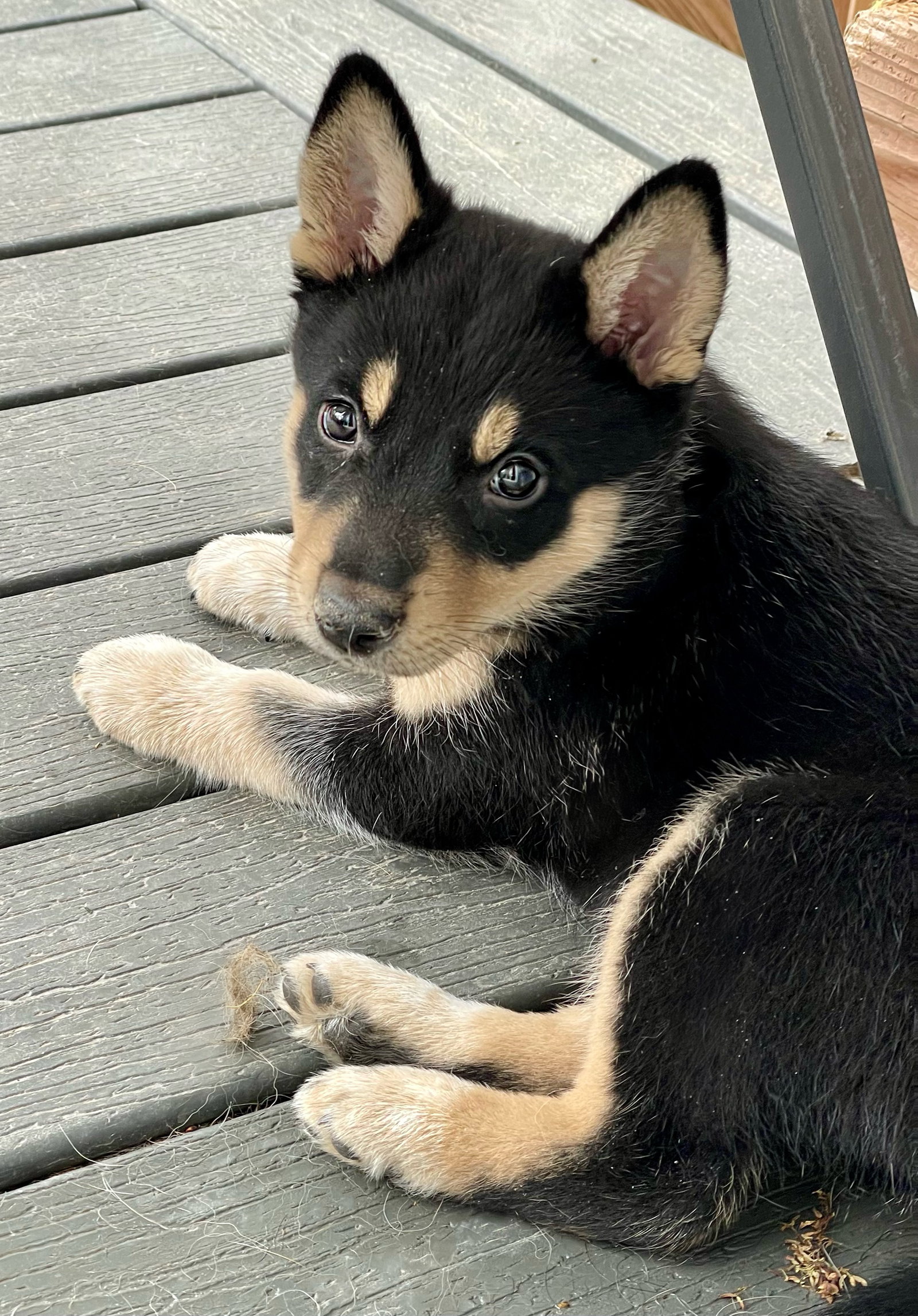 Dog for Adoption - Torrin, a German Shepherd Dog in Ken Caryl, CO ...