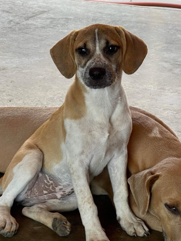 Dog for Adoption - Nika, a Red Heeler in Lansing, MI | Alpha Paw