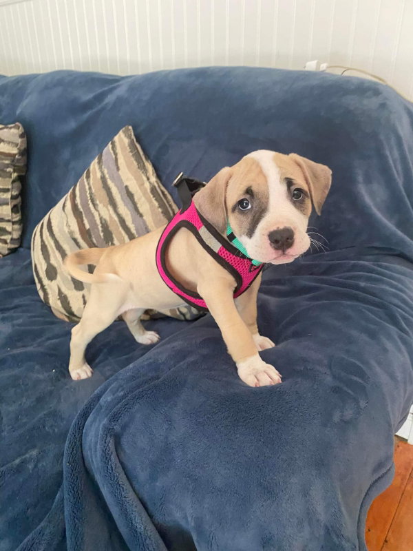 Dog for Adoption - Celia Mae - Monsters Inc, a Pit Bull Terrier in East ...
