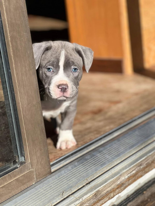Dog for Adoption - Jackson Storm - Cars, a Pit Bull Terrier in Portage ...