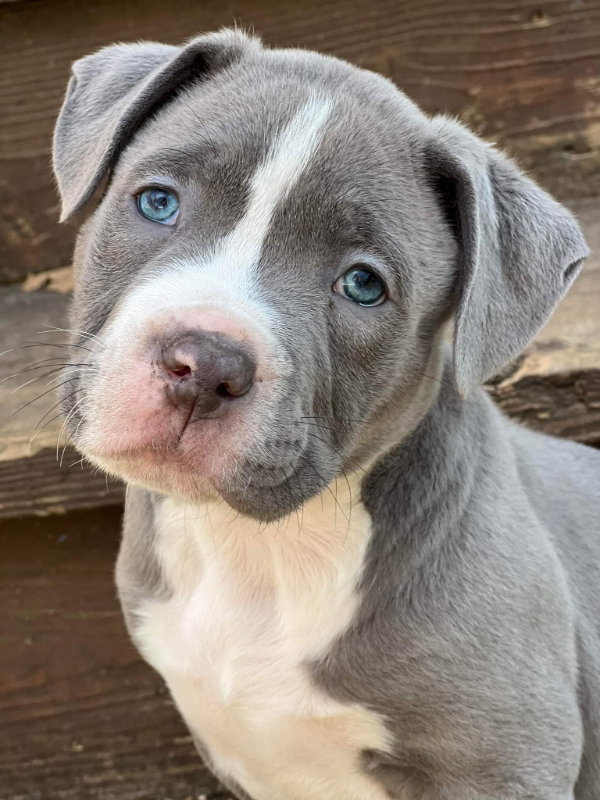 Dog for Adoption - Jackson Storm - Cars, a Pit Bull Terrier in Portage ...