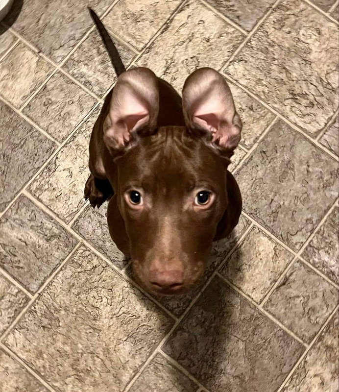 Dog for Adoption - Zan, a Pit Bull Terrier in Lakeview, MI | Alpha Paw
