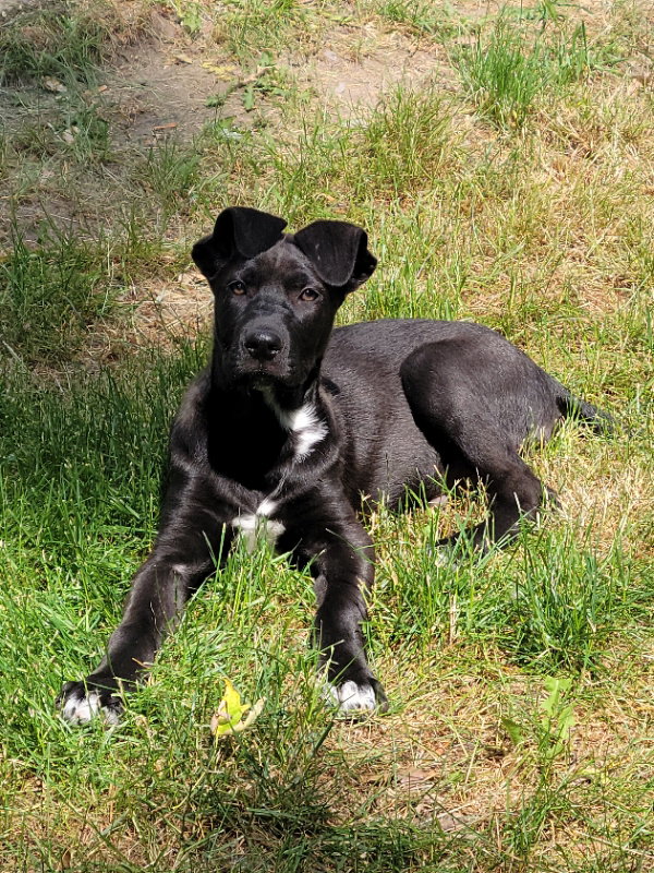 Dog for Adoption - Scuttle - Little Mermaids, a Border Collie in ...
