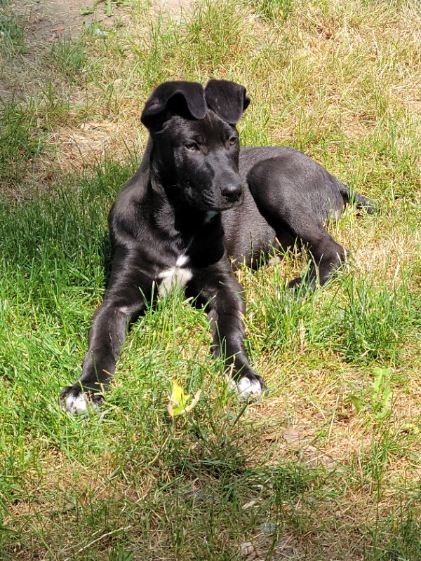 Dog for Adoption - Scuttle - Little Mermaids, a Border Collie in ...