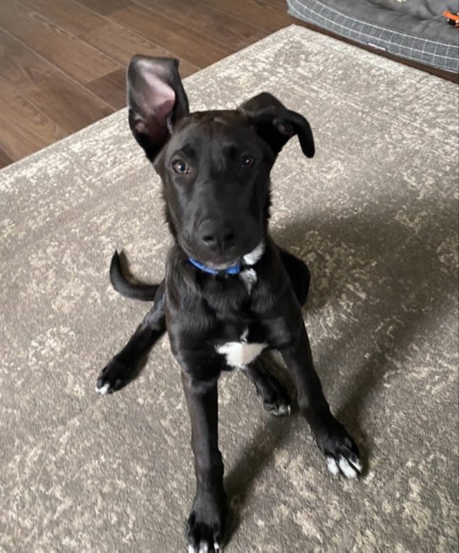 Dog for Adoption - Scuttle - Little Mermaids, a Border Collie in ...
