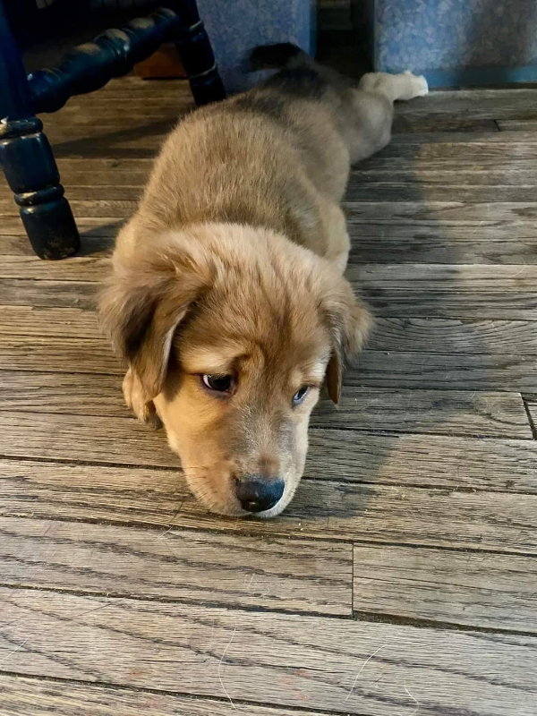 Dog for Adoption - Poseidon - PJO, a Shepherd in Kalamazoo County, MI ...