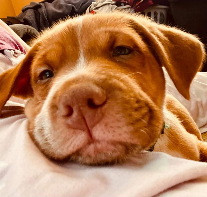 Dog for Adoption - Ares - PJO, a Shepherd in Muskegon, MI | Alpha Paw