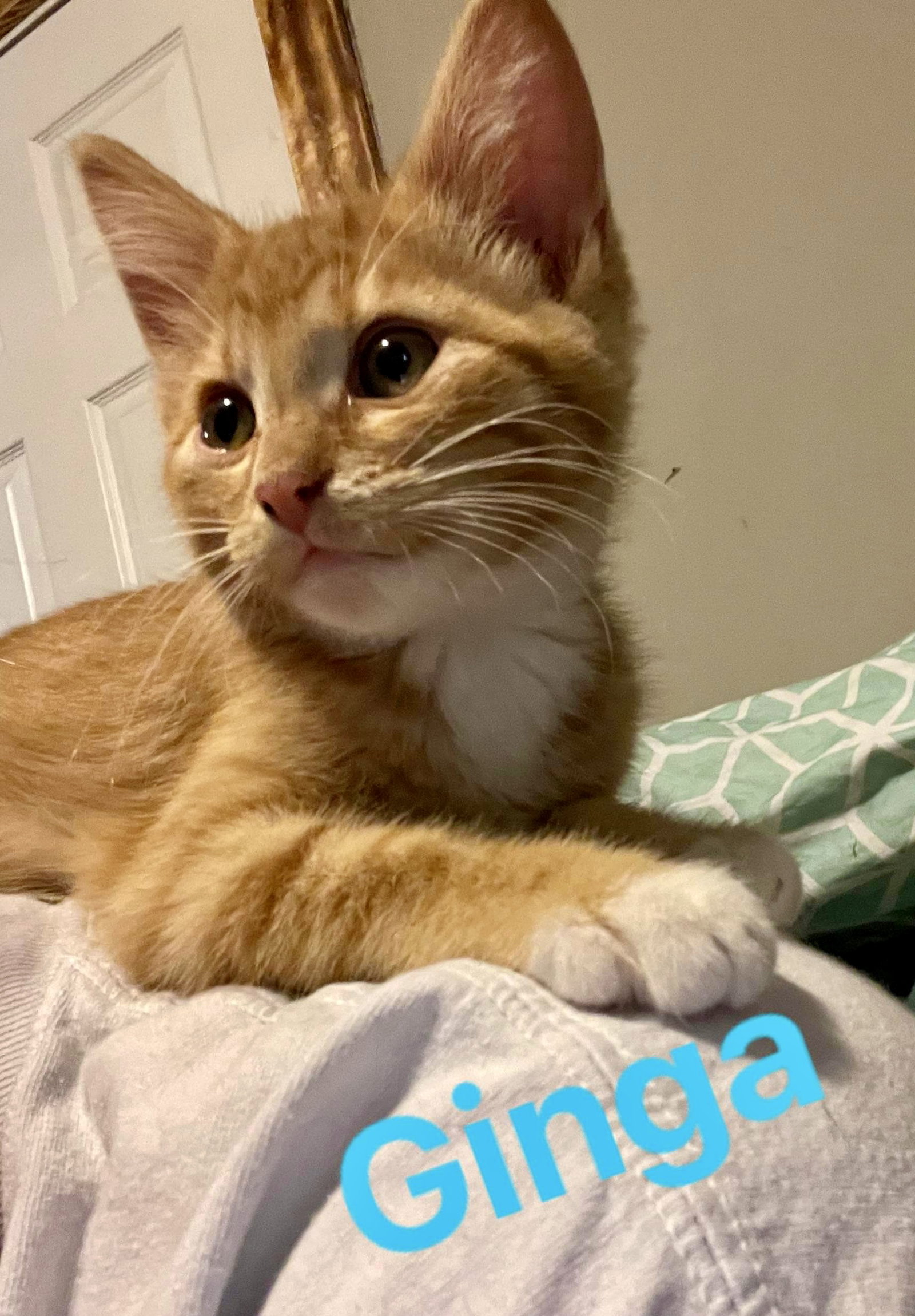 Cats for Adoption in Van Buren, Missouri | Alpha Paw
