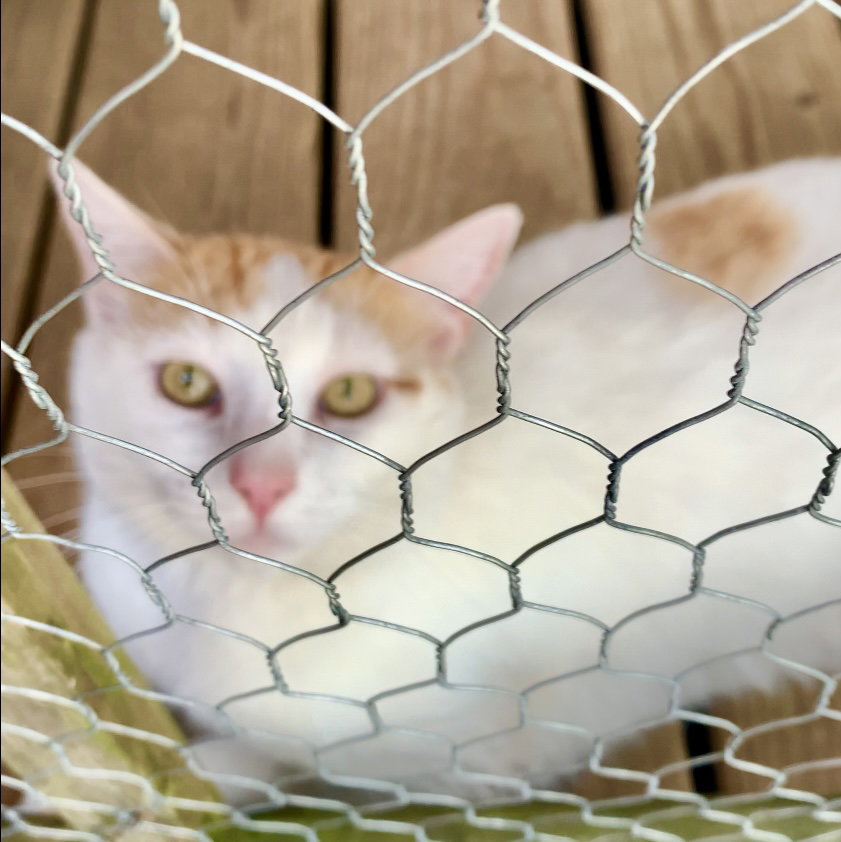 Cats for Adoption in Poplar Bluff, Missouri | Alpha Paw