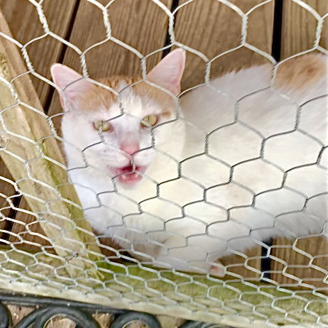 Cats for Adoption in Poplar Bluff, Missouri | Alpha Paw