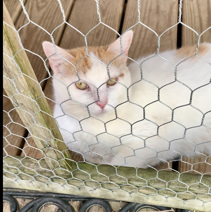 Cats for Adoption in Poplar Bluff, Missouri | Alpha Paw