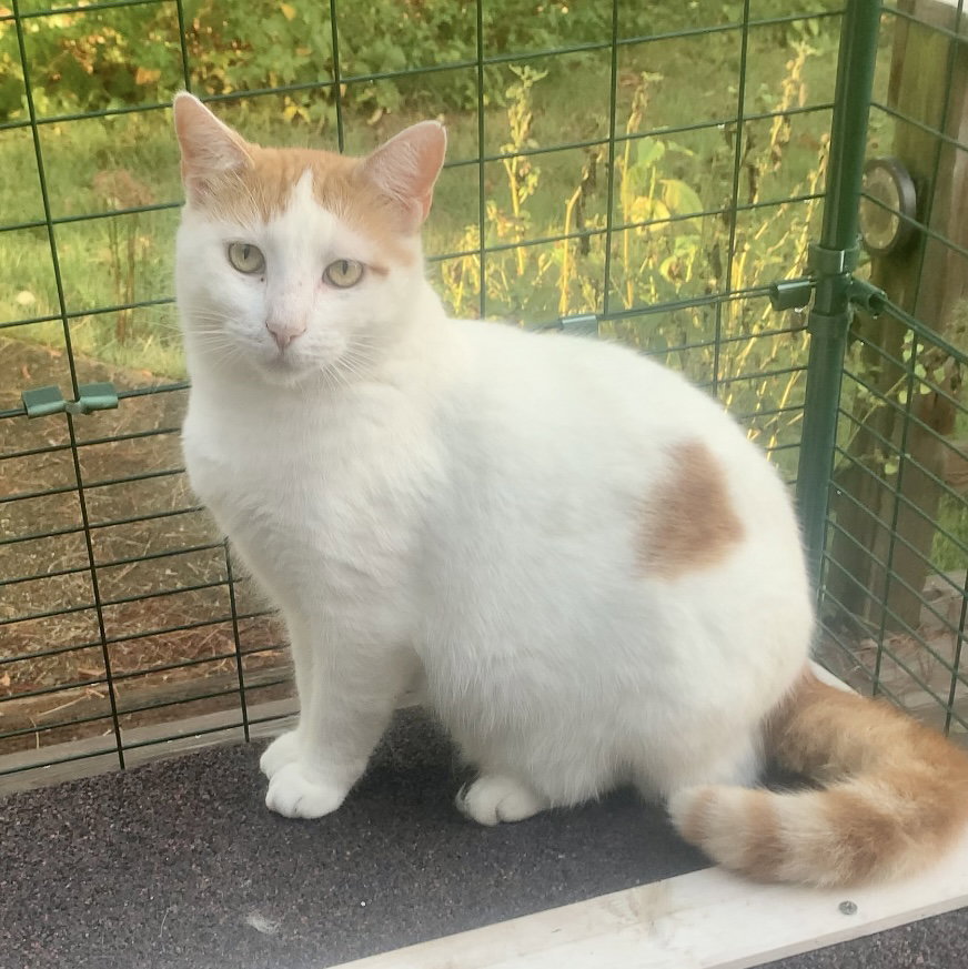 Cats for Adoption in Poplar Bluff, Missouri | Alpha Paw