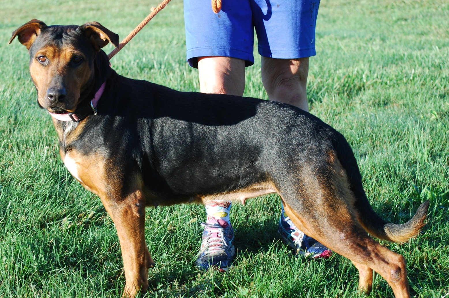 Dog for Adoption - Chloe, a Doberman Pinscher in Kent County, DE ...