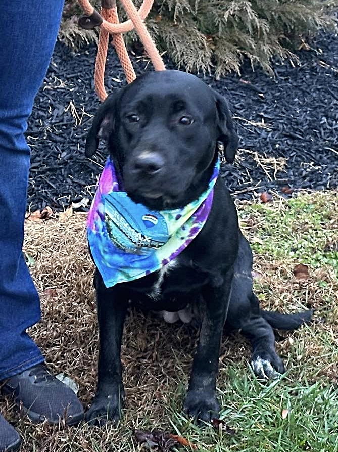 Dog for Adoption - Midnight, a Labrador Retriever in Stratford, NJ ...