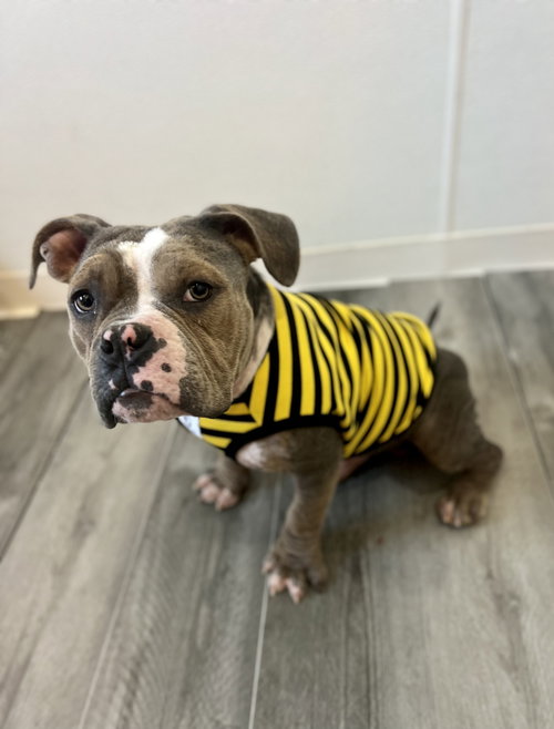 Animal Help Alliance | Las Vegas, Nevada