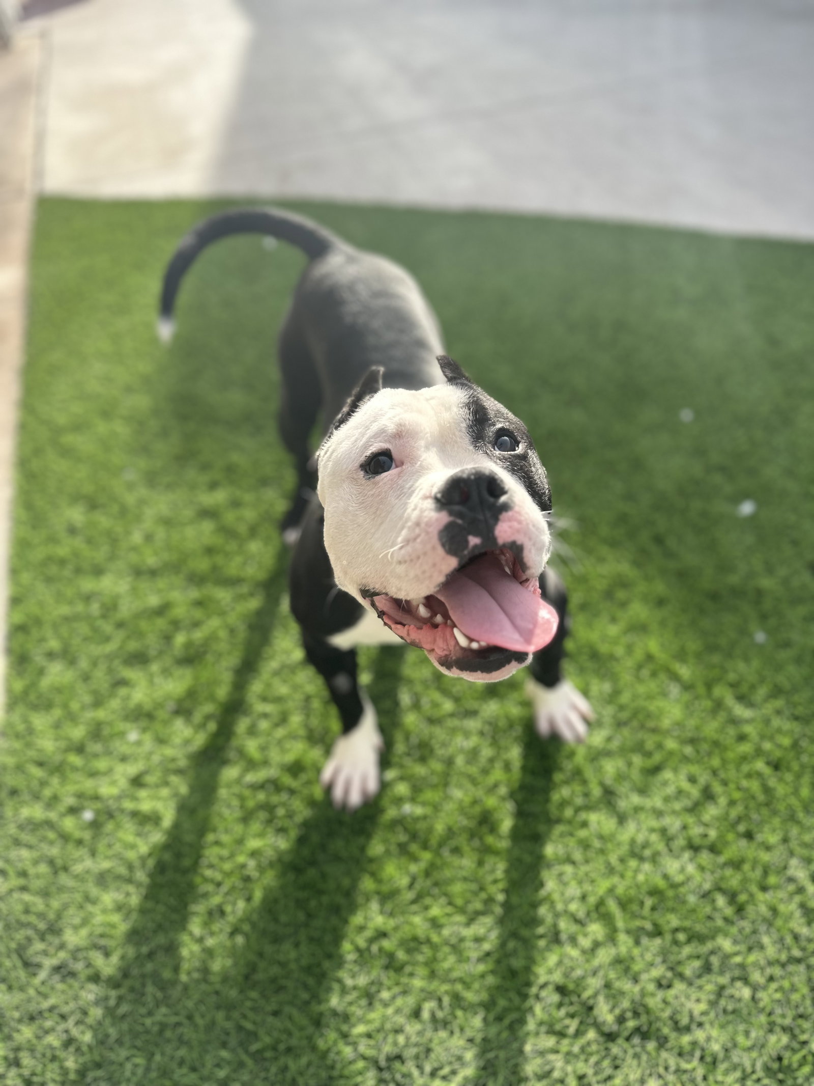 Dog for Adoption - Rasta, a American Pit Bull Terrier in Nellis Air ...