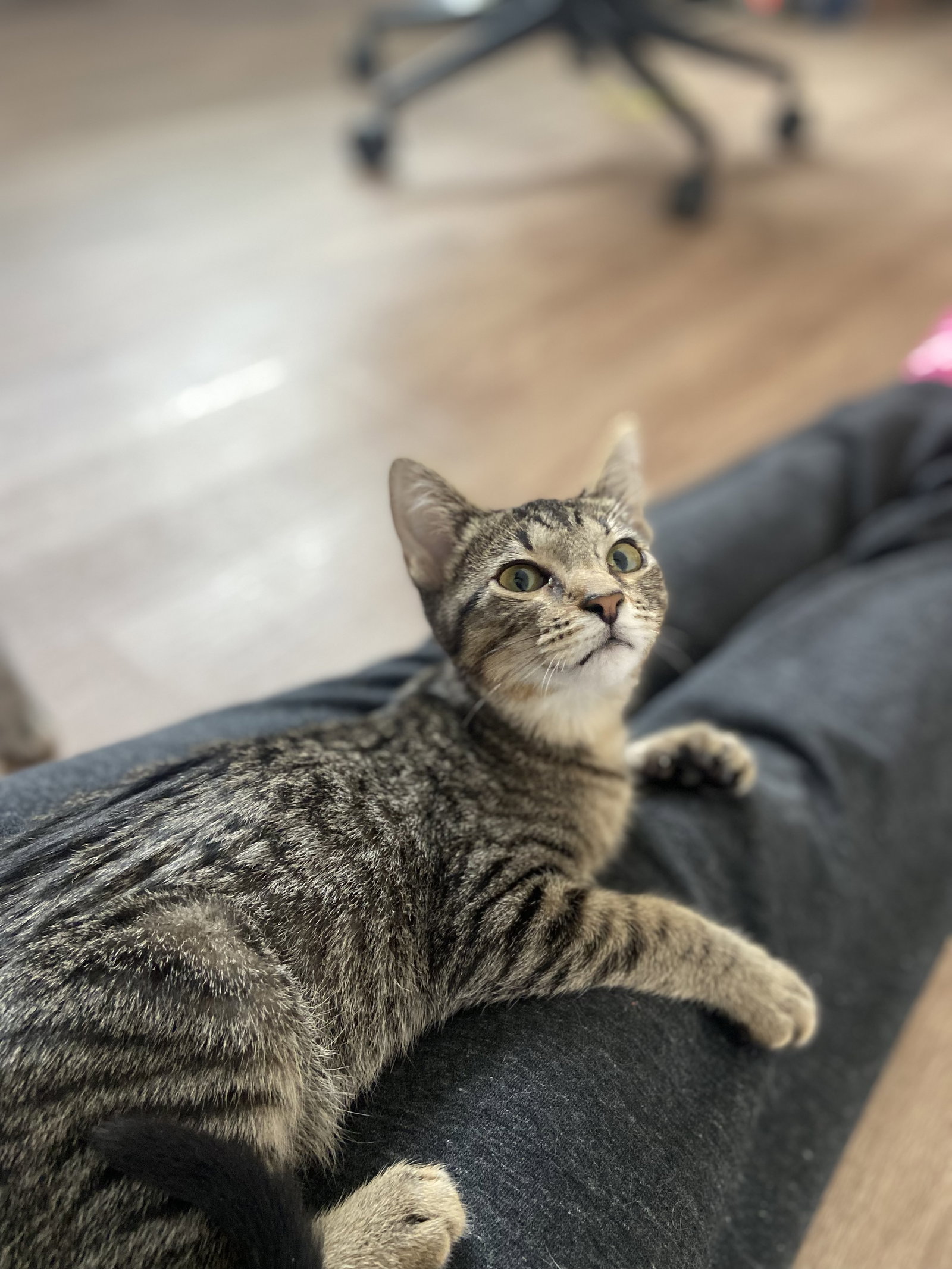 Cats for Adoption in Cherry Hills Village, Colorado | Alpha Paw
