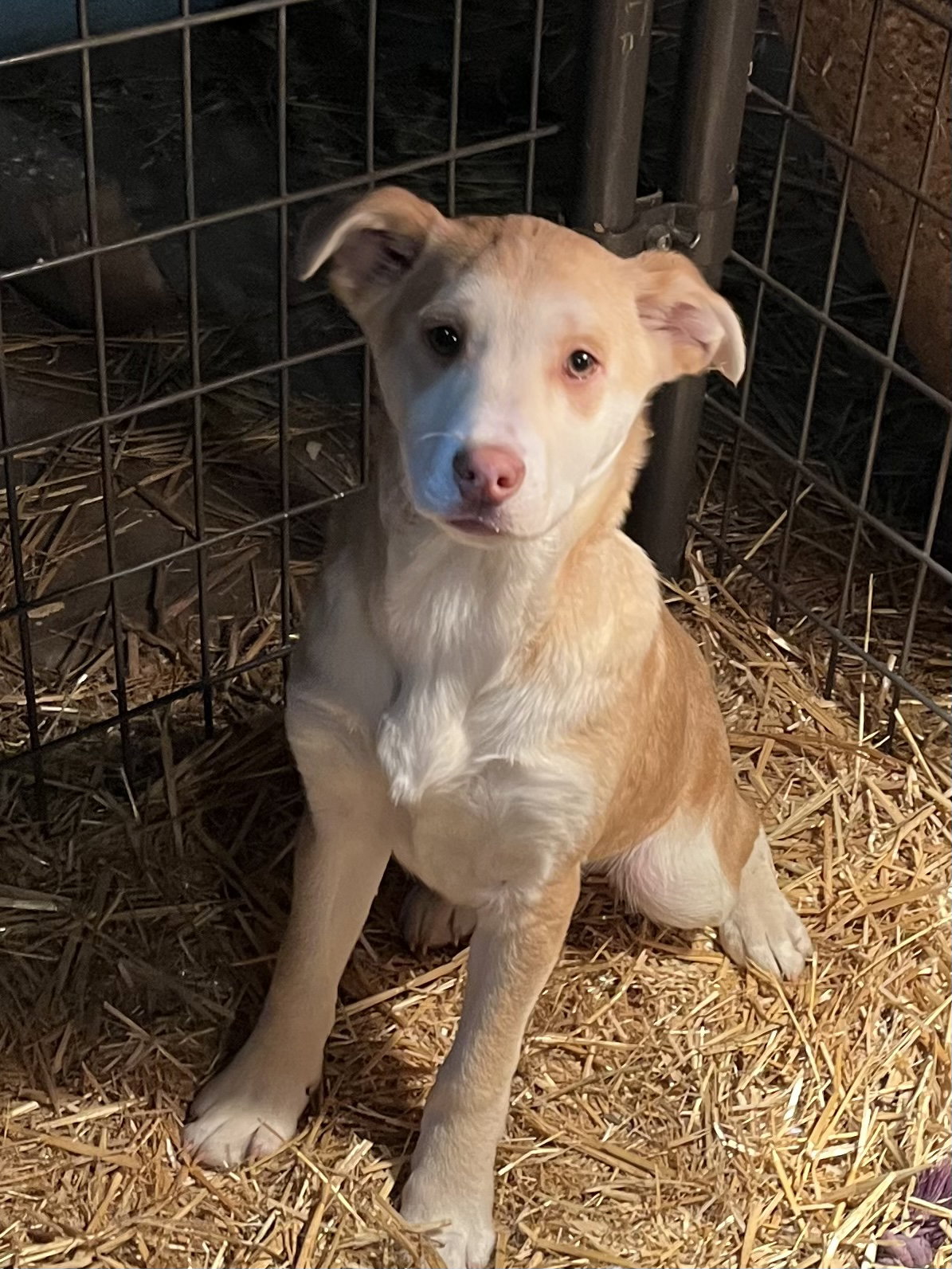 Dog for Adoption - Milo, a Cattle Dog in Mapleton, MN | Alpha Paw