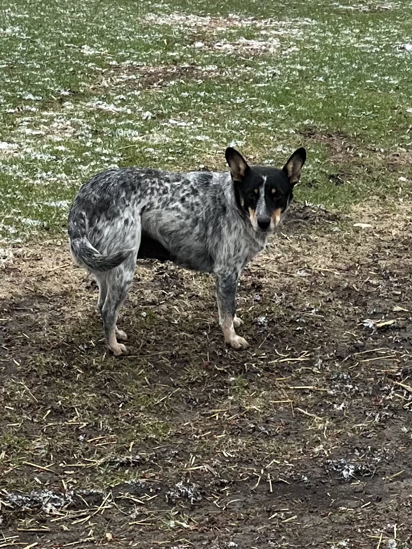 Dog for Adoption - Bea, a Australian Cattle Dog/Blue Heeler in Madison ...