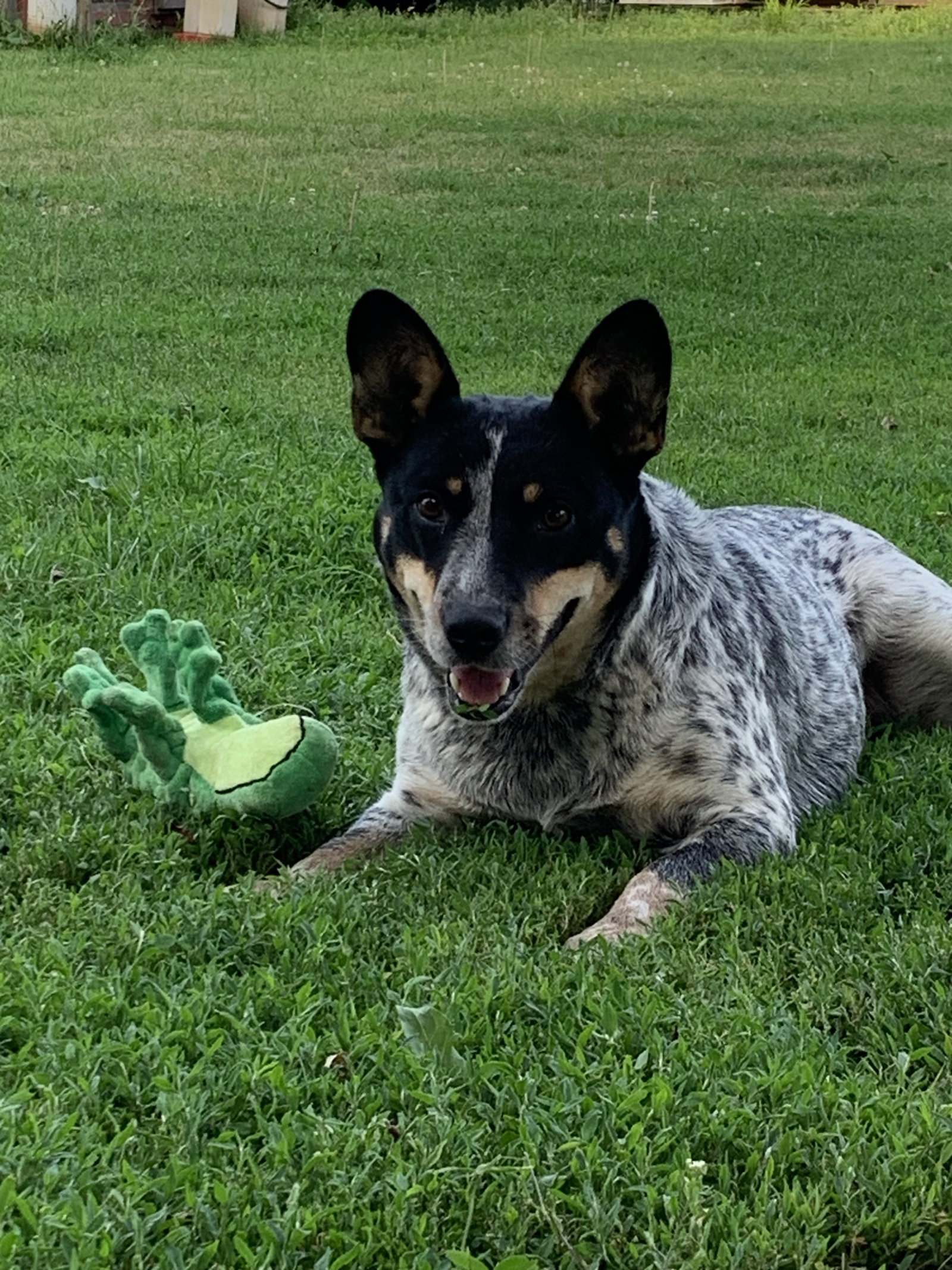 Dog for Adoption - Bea, a Australian Cattle Dog/Blue Heeler in Madison ...