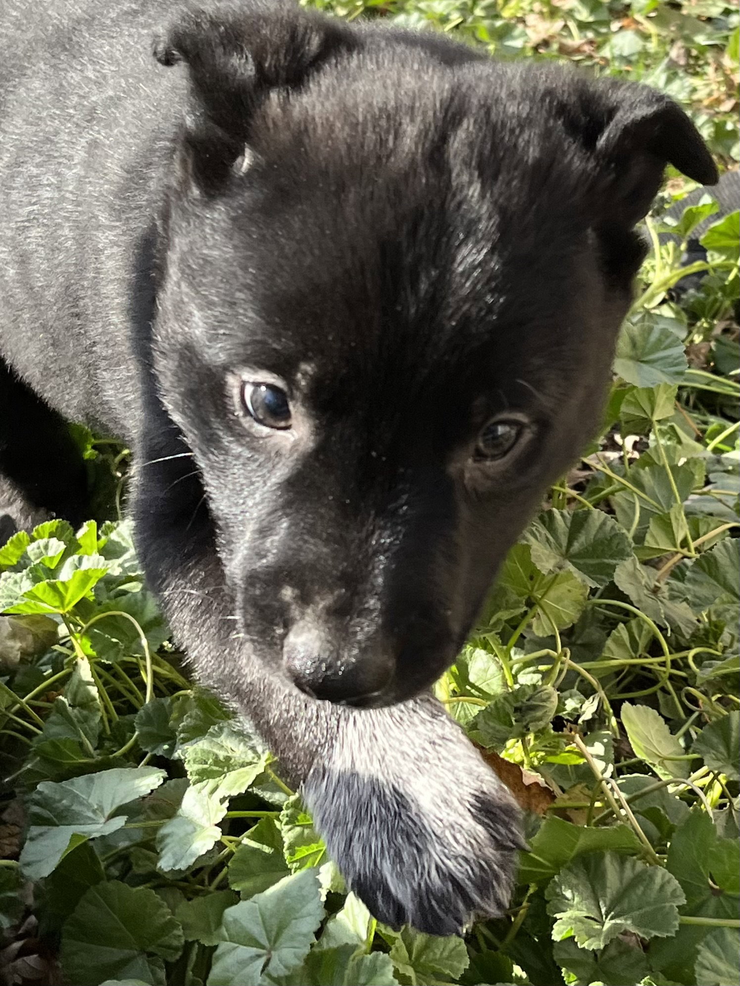Dog for Adoption - Toby, a Border Collie in Kenyon, MN | Alpha Paw