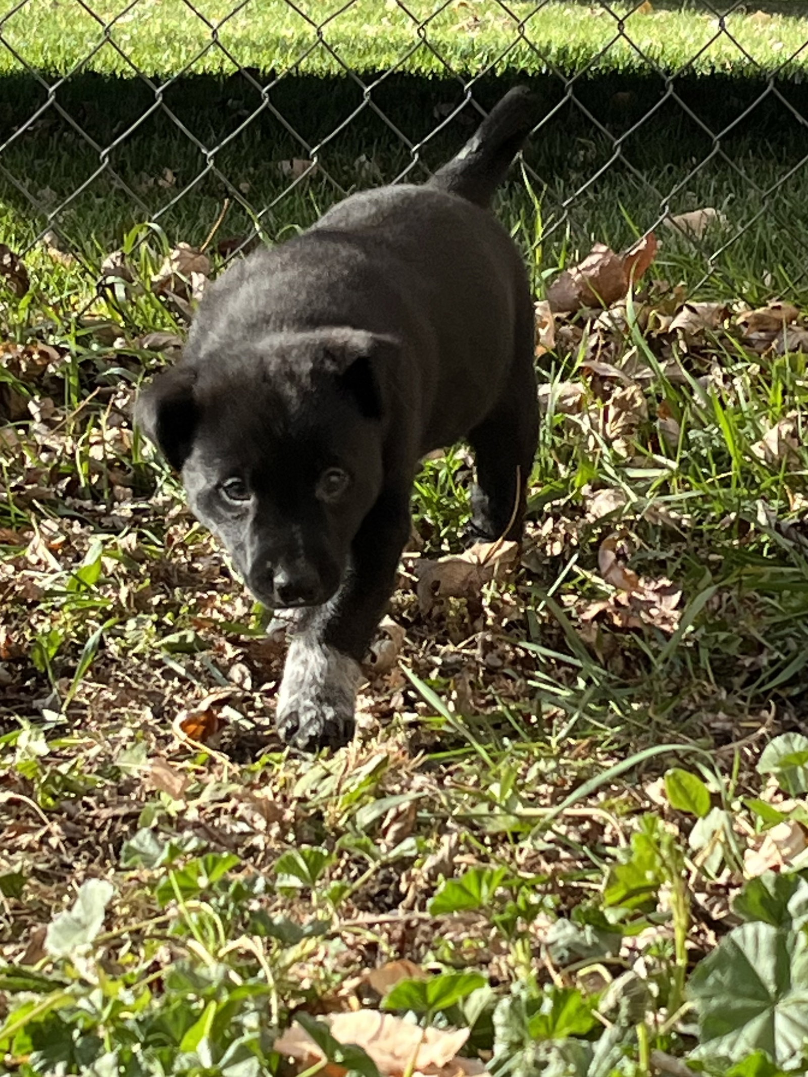 Dog for Adoption - Toby, a Border Collie in Kenyon, MN | Alpha Paw