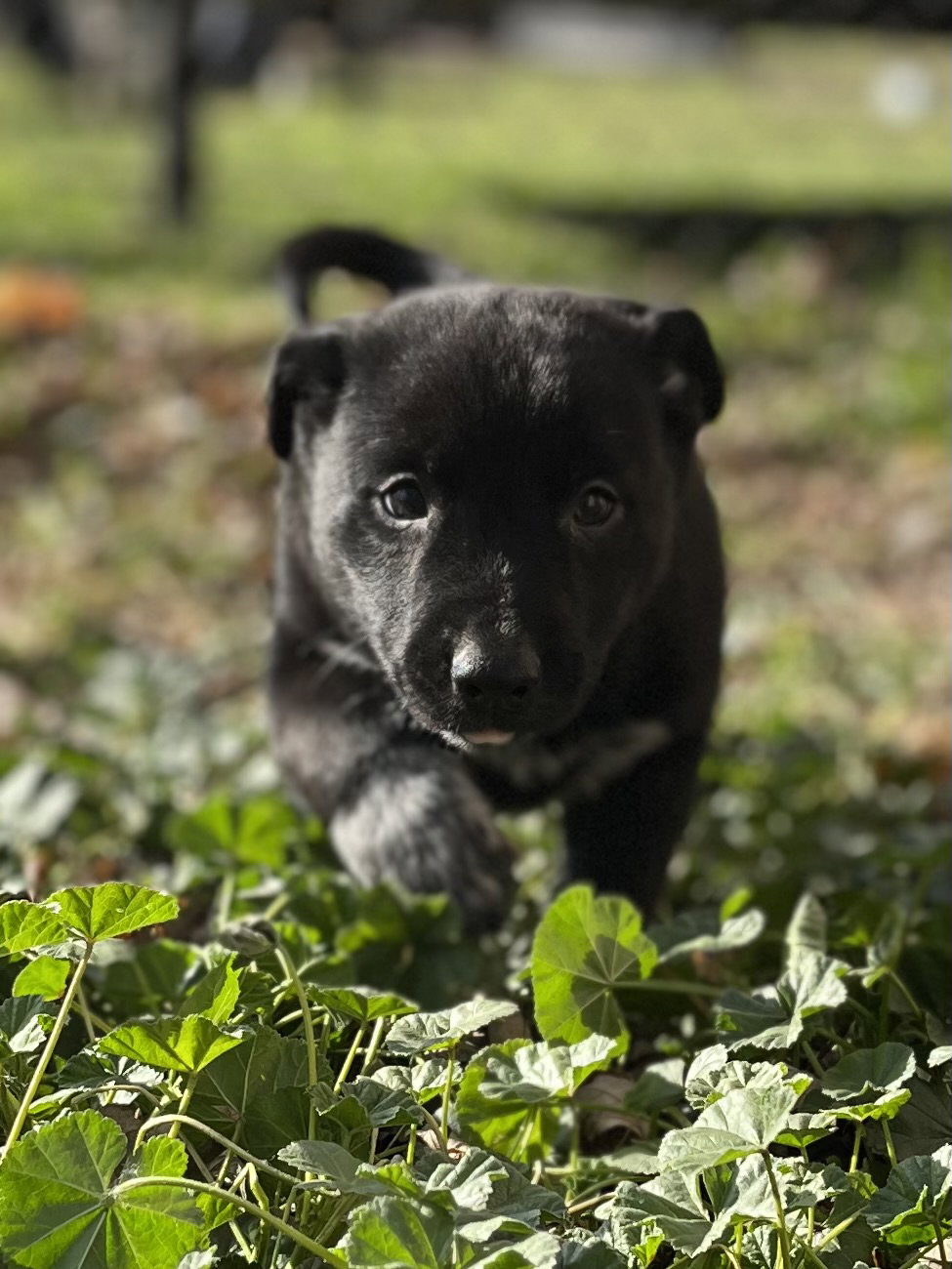 Dog for Adoption - Toby, a Border Collie in Kenyon, MN | Alpha Paw