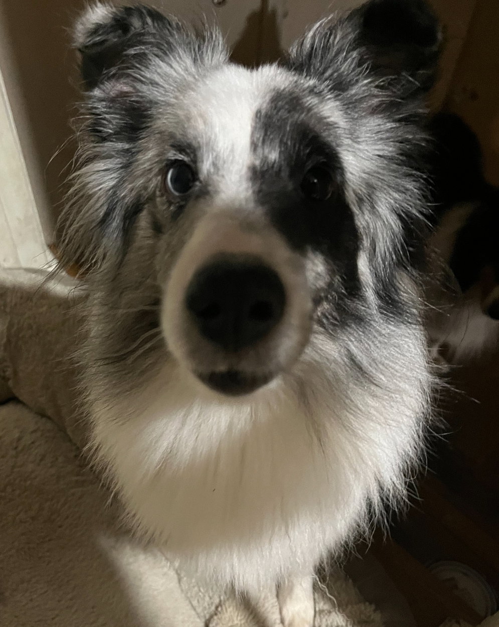 Dog for Adoption - Skittles, a Shetland Sheepdog Sheltie in Dundas, MN ...