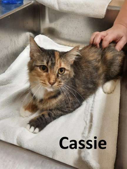 Cats for Adoption in Batesville, Arkansas | Alpha Paw
